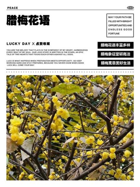 腊梅花语是什么_腊梅寓意有哪些-第2张图片-山城妙识 腊梅花语是什么_腊梅寓意有哪些-第2张图片-山城妙识