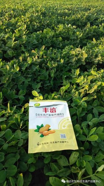 花生网络怎么样_花生网络靠谱吗-第3张图片-山城妙识 花生网络怎么样_花生网络靠谱吗-第3张图片-山城妙识