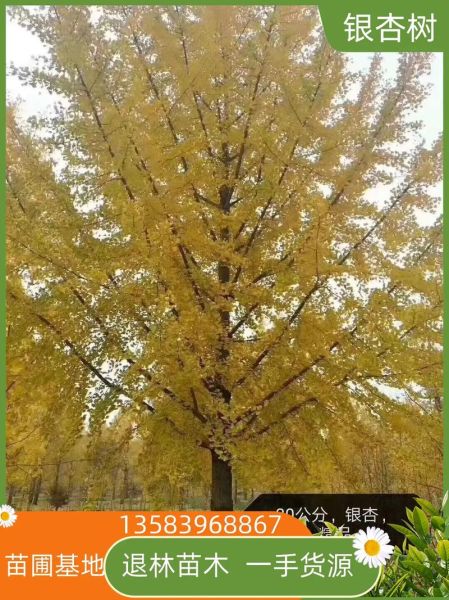 银杏树适合种在庭院吗_银杏树几年结果-第2张图片-山城妙识