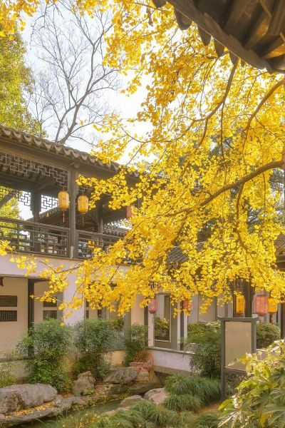 银杏树适合种在庭院吗_银杏树几年结果-第1张图片-山城妙识