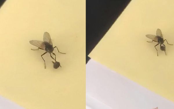 苍蝇头断了为什么还能活_苍蝇断头还能活多久-第3张图片-山城妙识 苍蝇头断了为什么还能活_苍蝇断头还能活多久-第3张图片-山城妙识