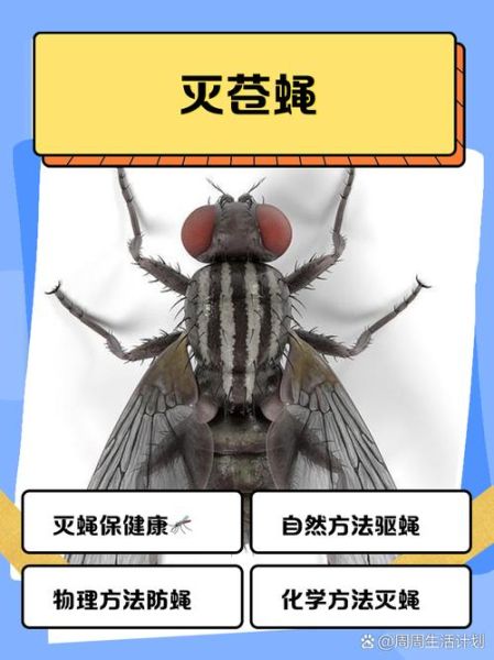 苍蝇头断了为什么还能活_苍蝇断头还能活多久-第1张图片-山城妙识 苍蝇头断了为什么还能活_苍蝇断头还能活多久-第1张图片-山城妙识