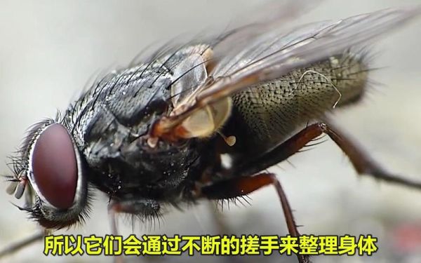 苍蝇头断了为什么还能活_苍蝇断头还能活多久-第2张图片-山城妙识 苍蝇头断了为什么还能活_苍蝇断头还能活多久-第2张图片-山城妙识