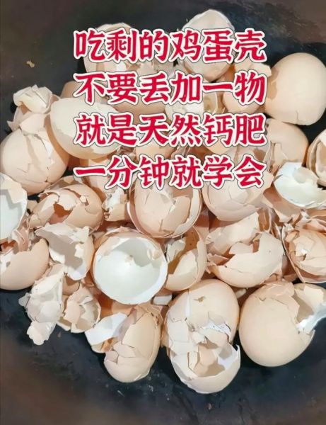 鸡蛋壳有什么用处_鸡蛋壳的妙用大全-第1张图片-山城妙识
