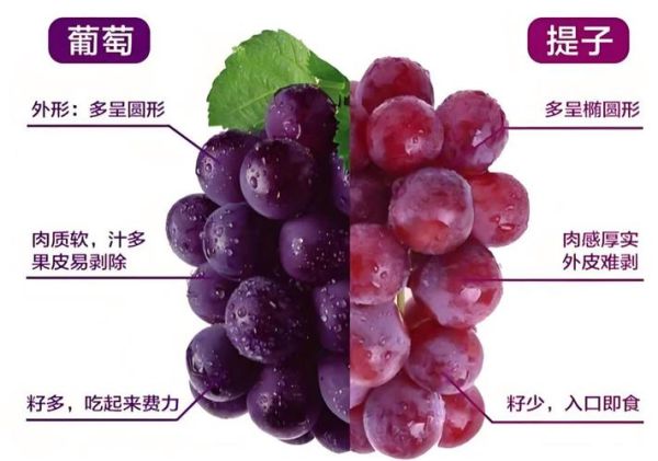 牛奶提子葡萄可以一起吃吗_营养价值对比-第2张图片-山城妙识 牛奶提子葡萄可以一起吃吗_营养价值对比-第2张图片-山城妙识