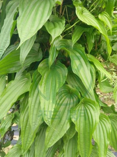 百部图片_百部植物长什么样-第1张图片-山城妙识