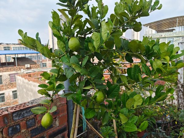 香水柠檬和普通柠檬的区别_香水柠檬怎么种植-第3张图片-山城妙识