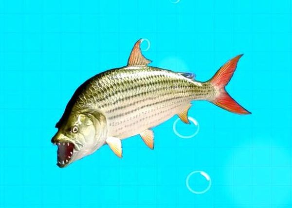 非洲虎鱼长什么样_非洲虎鱼能长多大-第2张图片-山城妙识 非洲虎鱼长什么样_非洲虎鱼能长多大-第2张图片-山城妙识