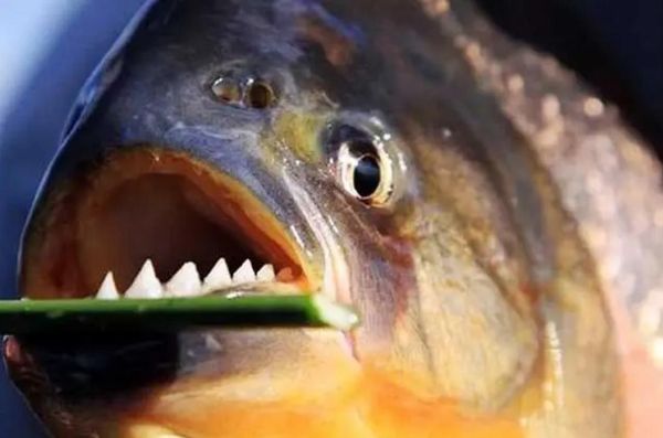 非洲虎鱼长什么样_非洲虎鱼能长多大-第3张图片-山城妙识 非洲虎鱼长什么样_非洲虎鱼能长多大-第3张图片-山城妙识