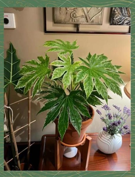 八角金盘怎么养_八角金盘养殖注意事项-第1张图片-山城妙识