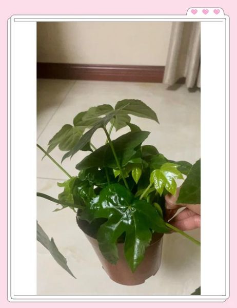 八角金盘怎么养_八角金盘养殖注意事项-第3张图片-山城妙识