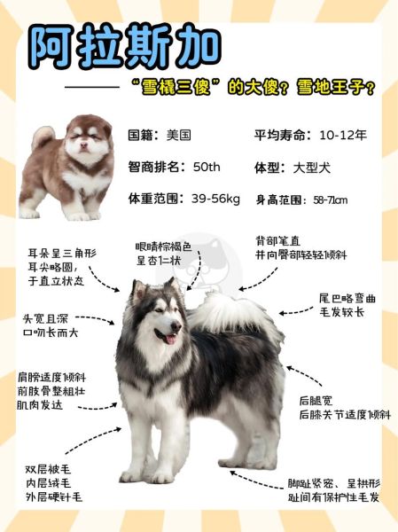 阿拉斯加犬好养吗_新手适合养吗-第1张图片-山城妙识 阿拉斯加犬好养吗_新手适合养吗-第1张图片-山城妙识