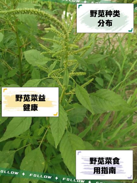 野苋菜的营养价值_野苋菜怎么吃最营养-第2张图片-山城妙识 野苋菜的营养价值_野苋菜怎么吃最营养-第2张图片-山城妙识