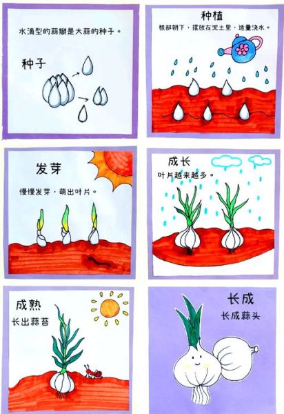 大蒜怎么种发芽快_大蒜几天能发芽-第1张图片-山城妙识 大蒜怎么种发芽快_大蒜几天能发芽-第1张图片-山城妙识