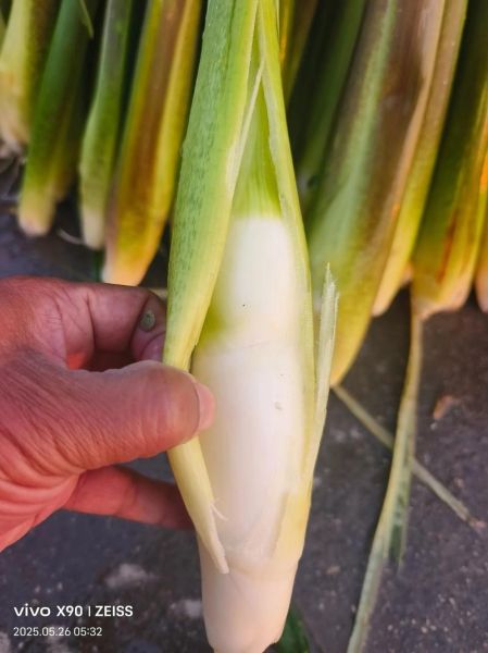 茭白是什么季节的蔬菜_茭白几月份上市-第1张图片-山城妙识