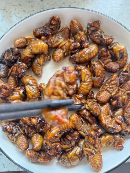 油炸知了不能和什么一起吃_孕妇能吃吗-第1张图片-山城妙识 油炸知了不能和什么一起吃_孕妇能吃吗-第1张图片-山城妙识