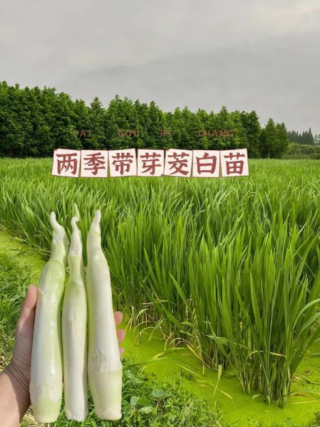 茭白是什么季节的蔬菜_茭白几月份上市-第2张图片-山城妙识