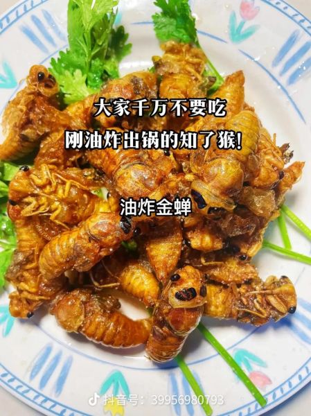 油炸知了不能和什么一起吃_孕妇能吃吗-第2张图片-山城妙识 油炸知了不能和什么一起吃_孕妇能吃吗-第2张图片-山城妙识