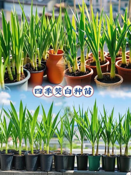 茭白是什么季节的蔬菜_茭白几月份上市-第3张图片-山城妙识