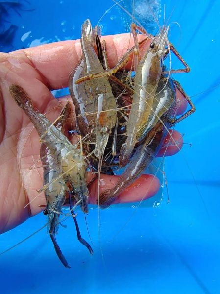 河虾高清大图哪里找_河虾图片怎么拍才清晰-第3张图片-山城妙识 河虾高清大图哪里找_河虾图片怎么拍才清晰-第3张图片-山城妙识