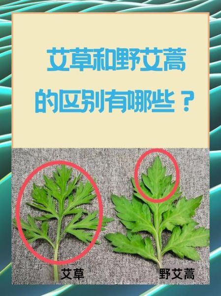 艾草有哪些品种_艾草图片大全及识别方法-第3张图片-山城妙识