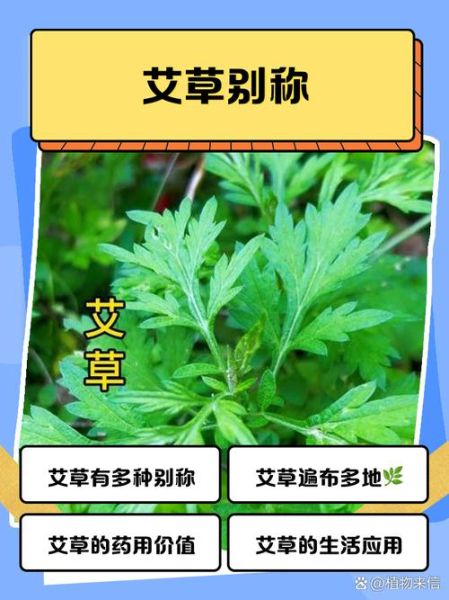 艾草有哪些品种_艾草图片大全及识别方法-第2张图片-山城妙识
