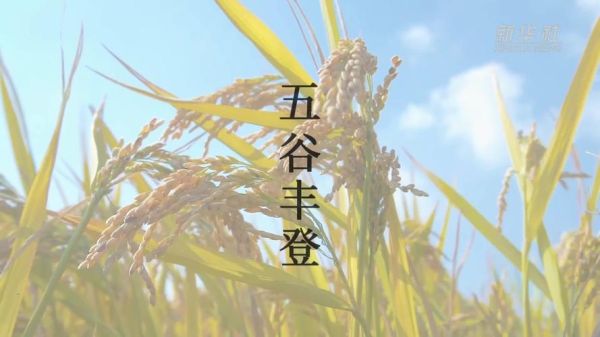 五谷丰登图片大全大图_五谷丰登高清壁纸去哪找-第3张图片-山城妙识