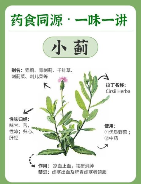 大蓟和小蓟的区别图_如何快速区分大蓟小蓟-第1张图片-山城妙识 大蓟和小蓟的区别图_如何快速区分大蓟小蓟-第1张图片-山城妙识