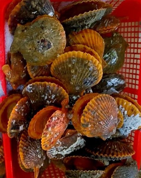 虾夷扇贝怎么做好吃_虾夷扇贝的家常做法-第2张图片-山城妙识