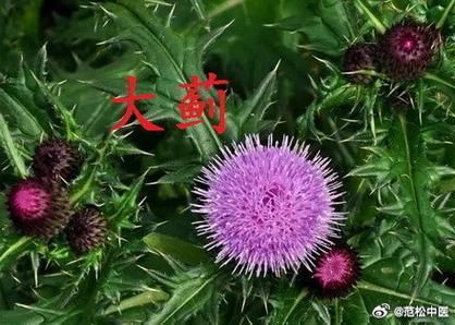 大蓟和小蓟的区别图_如何快速区分大蓟小蓟-第2张图片-山城妙识 大蓟和小蓟的区别图_如何快速区分大蓟小蓟-第2张图片-山城妙识
