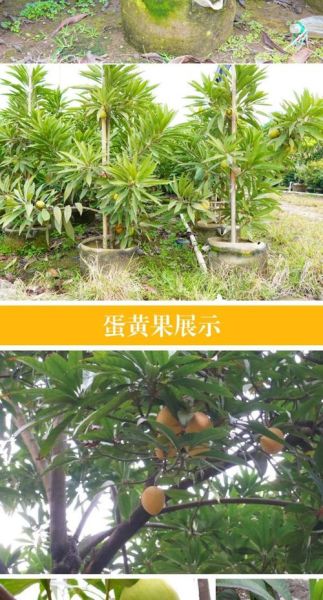 蛋黄果树长什么样_蛋黄果树几年结果-第3张图片-山城妙识 蛋黄果树长什么样_蛋黄果树几年结果-第3张图片-山城妙识