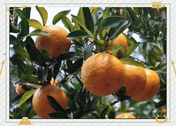 芦柑是上火还是下火_芦柑吃多了会上火吗-第3张图片-山城妙识 芦柑是上火还是下火_芦柑吃多了会上火吗-第3张图片-山城妙识