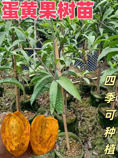 蛋黄果树长什么样_蛋黄果树几年结果-第1张图片-山城妙识 蛋黄果树长什么样_蛋黄果树几年结果-第1张图片-山城妙识