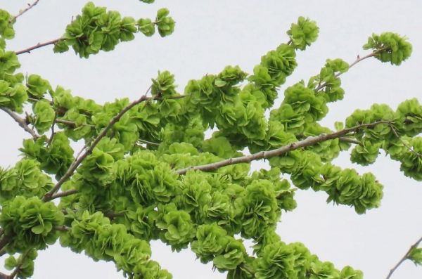 榆钱树果实什么时候成熟_榆钱树果实怎么吃-第1张图片-山城妙识