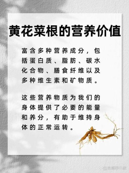 黄花菜根图片_黄花菜根的功效与作用-第1张图片-山城妙识