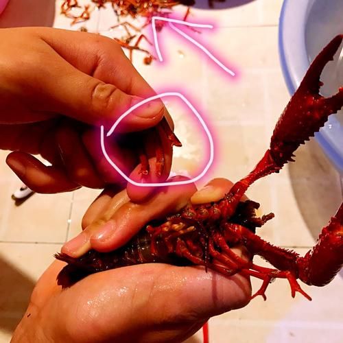 龙虾怎么杀_龙虾宰杀步骤-第3张图片-山城妙识 龙虾怎么杀_龙虾宰杀步骤-第3张图片-山城妙识
