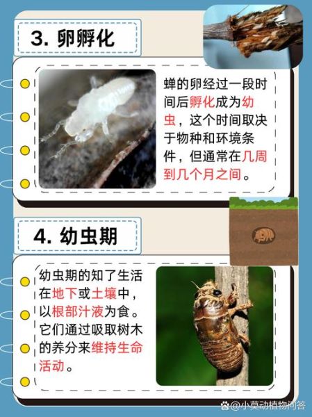 蝉的生命周期有多久_蝉的四个阶段分别是什么-第1张图片-山城妙识 蝉的生命周期有多久_蝉的四个阶段分别是什么-第1张图片-山城妙识