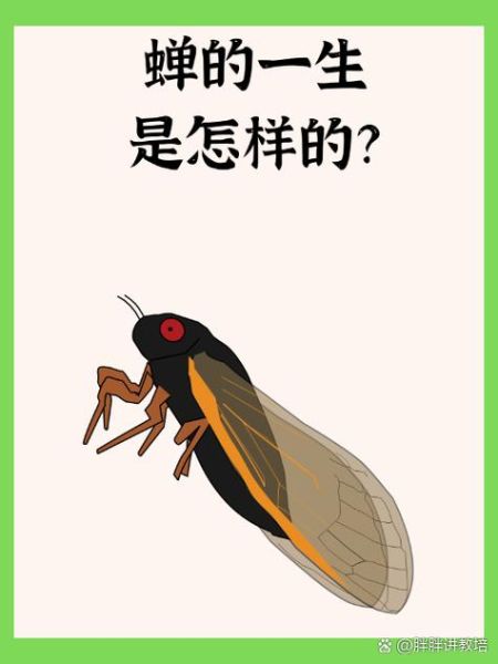 蝉的生命周期有多久_蝉的四个阶段分别是什么-第2张图片-山城妙识 蝉的生命周期有多久_蝉的四个阶段分别是什么-第2张图片-山城妙识