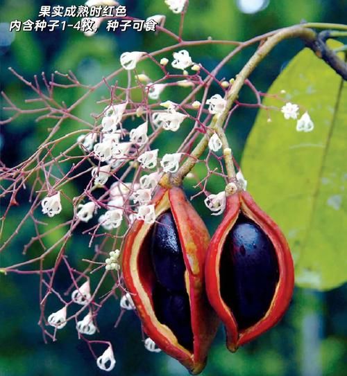 苹婆果多少钱一斤_苹婆果价格行情-第1张图片-山城妙识