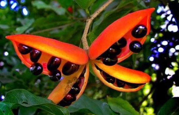 苹婆果多少钱一斤_苹婆果价格行情-第2张图片-山城妙识