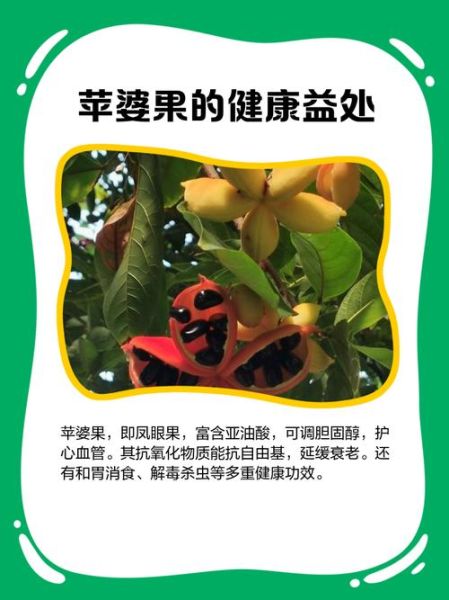 苹婆果多少钱一斤_苹婆果价格行情-第3张图片-山城妙识