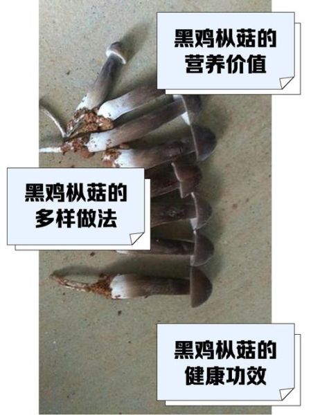 野生鸡腿菇发黑能吃吗_鸡腿菇变黑原因-第1张图片-山城妙识 野生鸡腿菇发黑能吃吗_鸡腿菇变黑原因-第1张图片-山城妙识