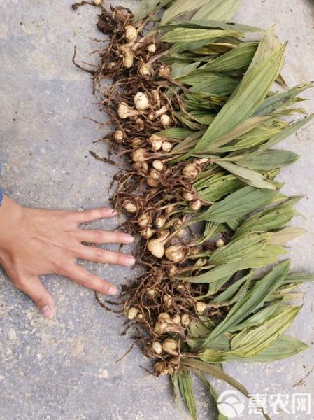 山慈菇图片_山慈菇长什么样-第1张图片-山城妙识