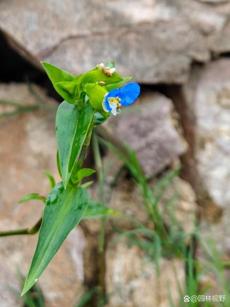 鸭跖草属植物有哪些_鸭跖草属怎么养-第3张图片-山城妙识