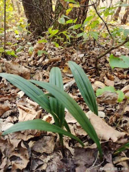 山慈菇图片_山慈菇长什么样-第2张图片-山城妙识
