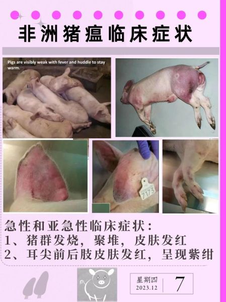 非洲猪瘟的症状有哪些_非洲猪瘟图片怎么看-第1张图片-山城妙识