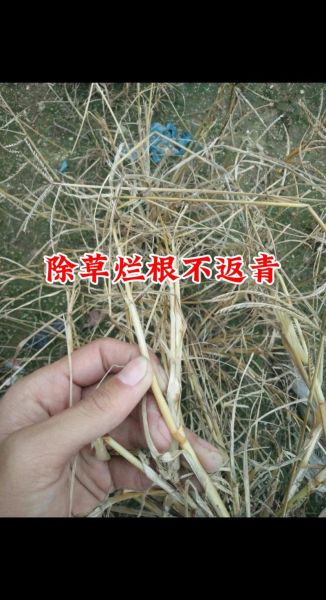 牛筋草用什么除草剂_牛筋草除草剂推荐-第2张图片-山城妙识