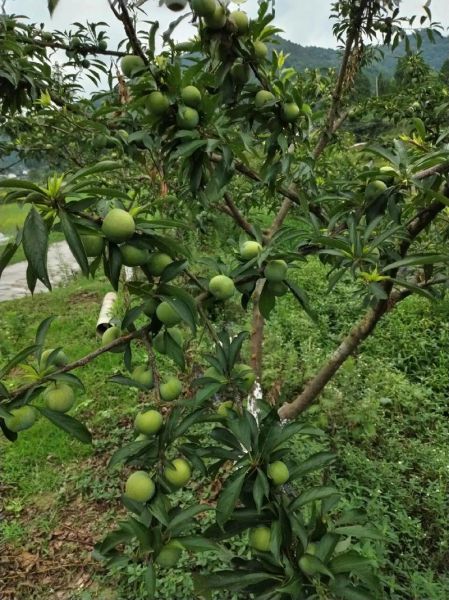 青李子什么时候成熟_青李子怎么挑选-第1张图片-山城妙识 青李子什么时候成熟_青李子怎么挑选-第1张图片-山城妙识