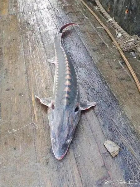 鲟鱼好养吗_鲟鱼养殖新手入门-第1张图片-山城妙识