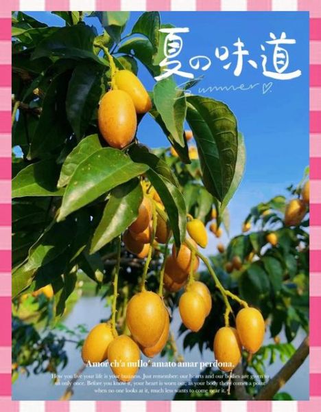 南方水果大全有哪些_南方水果怎么保存-第1张图片-山城妙识 南方水果大全有哪些_南方水果怎么保存-第1张图片-山城妙识